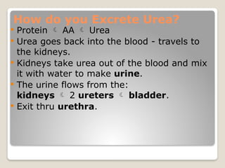 Chapter 13.1- EXCRETION IN HUMANS IGCSE BIO | PPTX