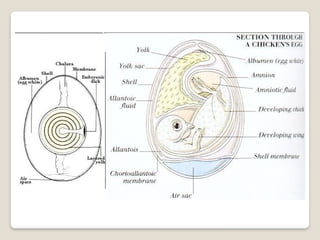 Chapter 13.1- EXCRETION IN HUMANS IGCSE BIO | PPTX