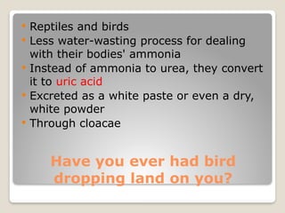 Chapter 13.1- EXCRETION IN HUMANS IGCSE BIO | PPTX