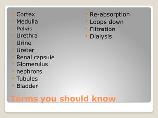 Chapter 13.1- EXCRETION IN HUMANS IGCSE BIO | PPTX