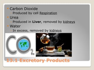Chapter 13.1- EXCRETION IN HUMANS IGCSE BIO | PPTX