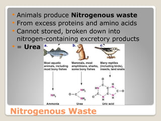Chapter 13.1- EXCRETION IN HUMANS IGCSE BIO | PPTX
