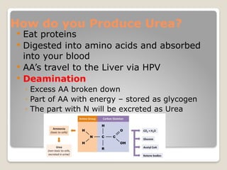 Chapter 13.1- EXCRETION IN HUMANS IGCSE BIO | PPTX