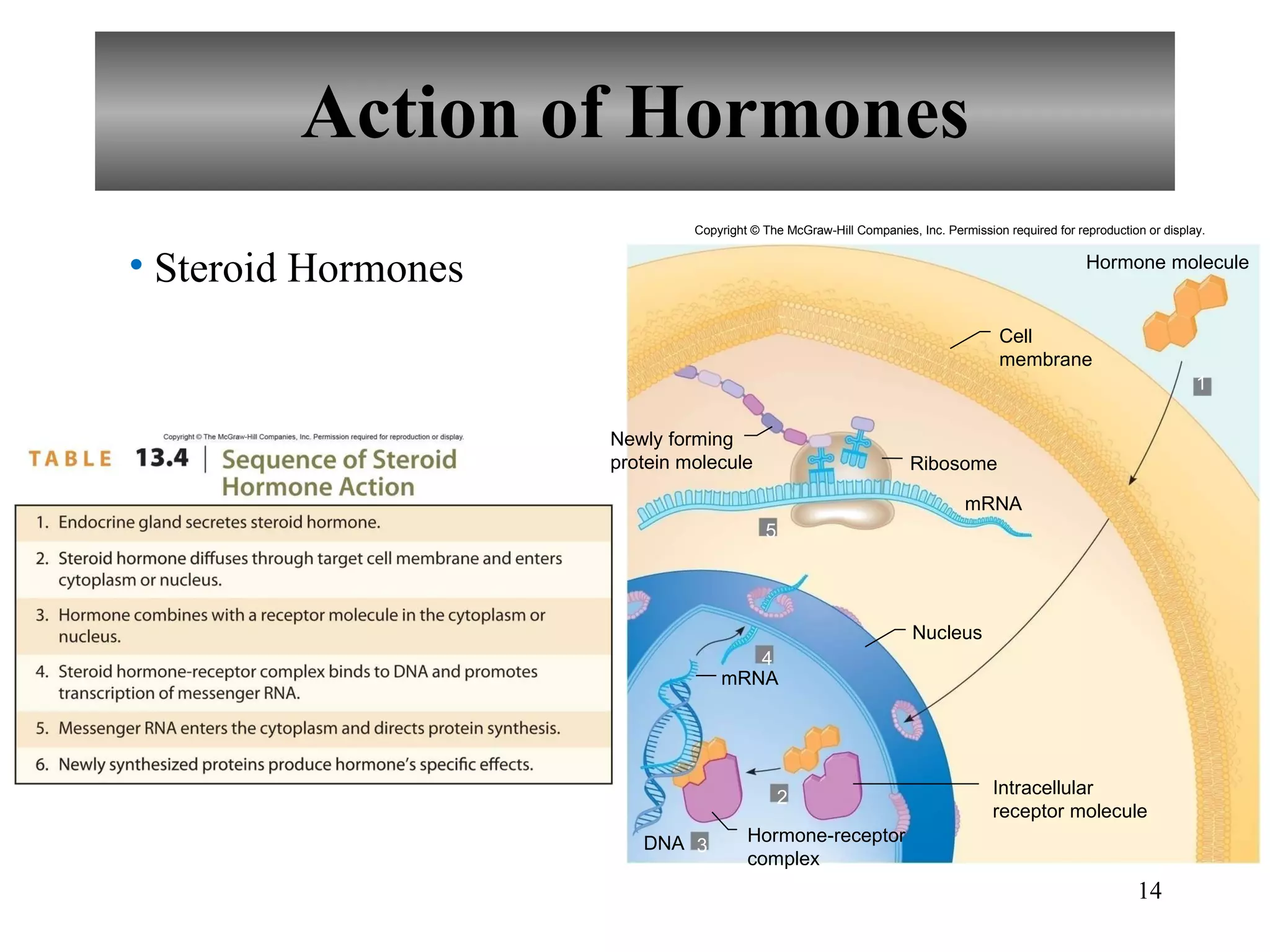 Chapter 13 Endocrine System | PPT