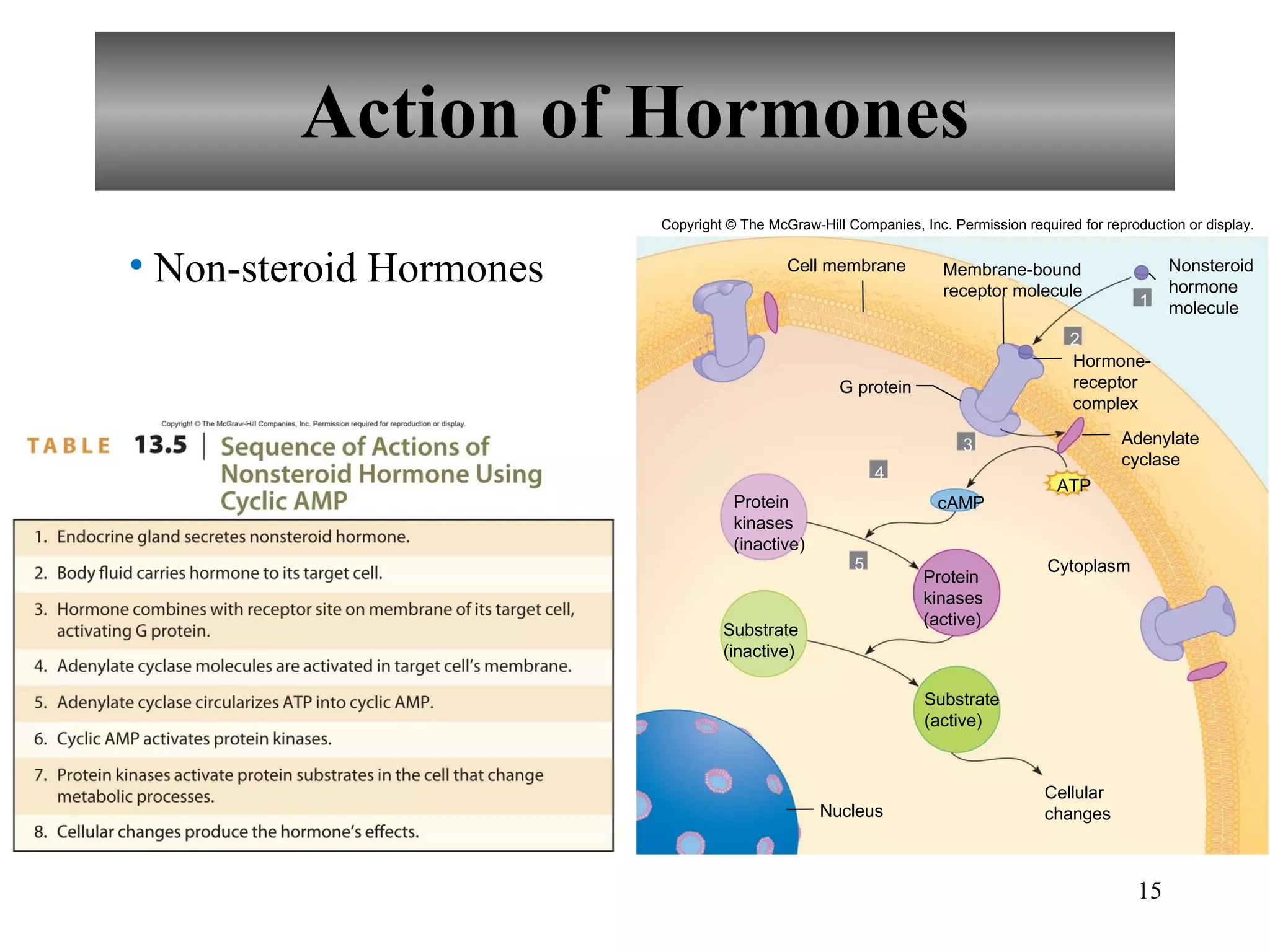 Chapter 13 Endocrine System | PPT
