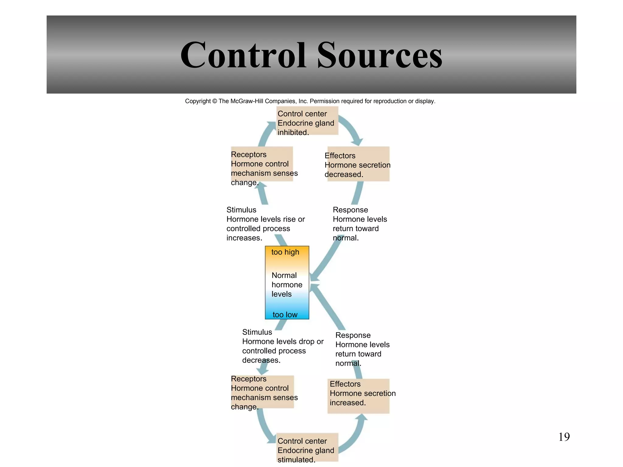 Chapter 13 Endocrine System | PPT