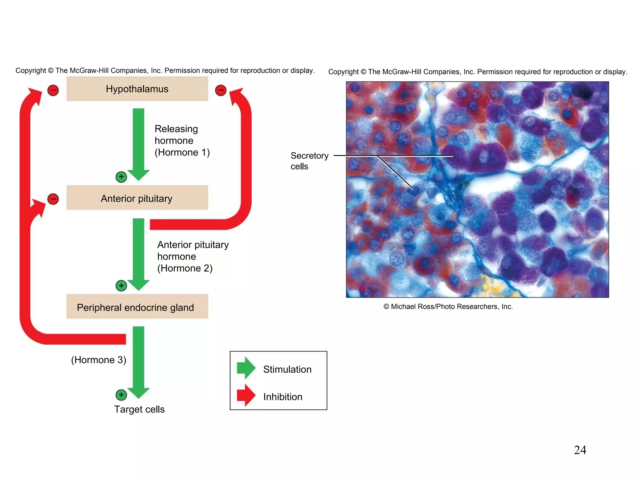Chapter 13 Endocrine System | PPT