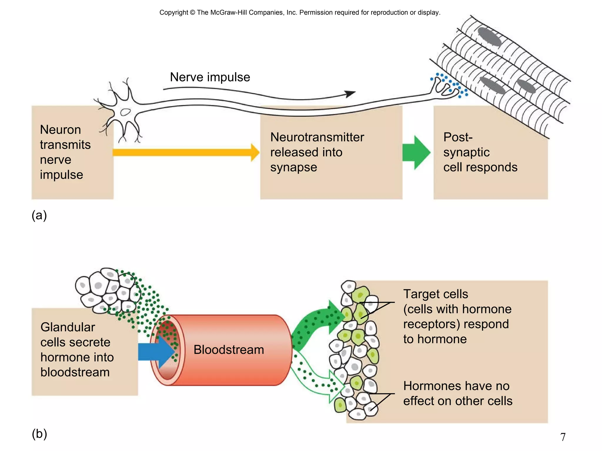Chapter 13 Endocrine System | PPT