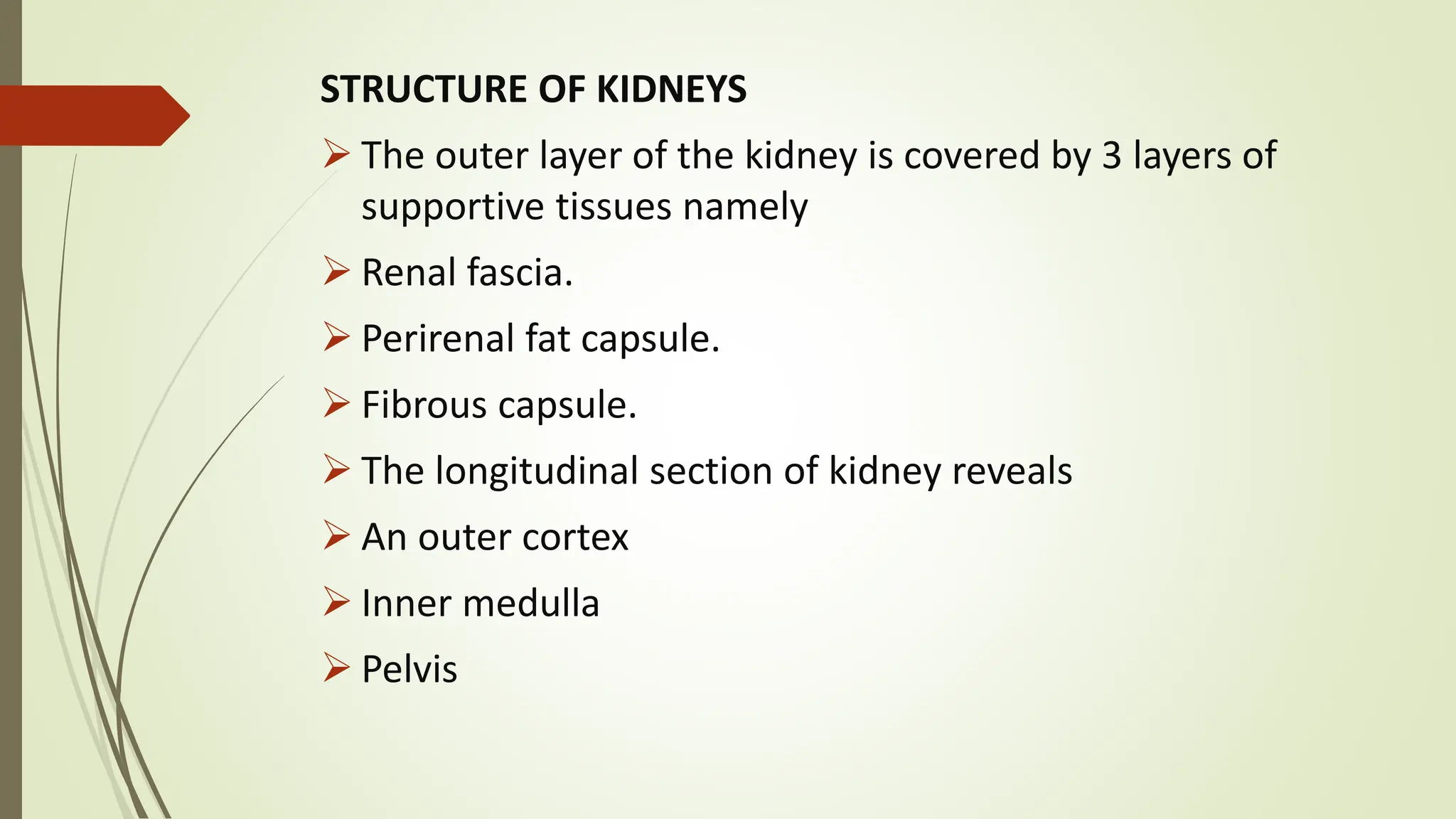 Chapter 13 - Urinary System -dcsd Copy.pdf