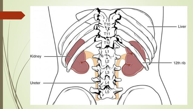 Chapter 13 - Urinary System -dcsd Copy.pdf