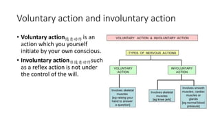 独中高中生物Chapter 13 Part 3 Peripheral nervous syste, | PPTX | Brain and ...