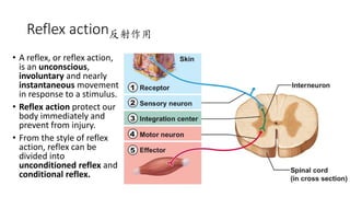 独中高中生物Chapter 13 Part 3 Peripheral nervous syste, | PPTX | Brain and ...