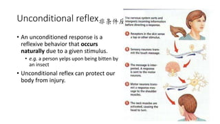 独中高中生物Chapter 13 Part 3 Peripheral nervous syste, | PPTX | Brain and ...