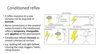 独中高中生物Chapter 13 Part 3 Peripheral nervous syste, | PPTX | Brain and ...