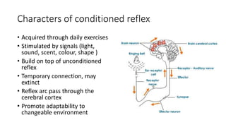 独中高中生物Chapter 13 Part 3 Peripheral nervous syste, | PPTX | Brain and ...