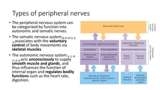 独中高中生物Chapter 13 Part 3 Peripheral nervous syste, | PPTX | Brain and ...
