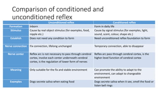 独中高中生物Chapter 13 Part 3 Peripheral nervous syste, | PPTX | Brain and Nervous System Disorders ...