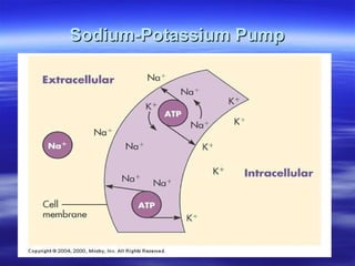 Chapter 13 And 15 Fluid Electrolytes Basics | PPT