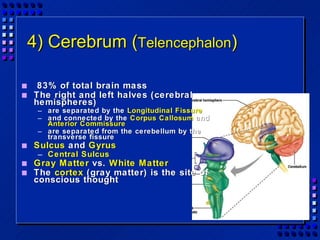 Chapter13 cns part1marieb | PPT