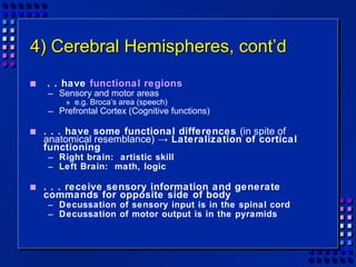 Chapter13 cns part1marieb | PPT