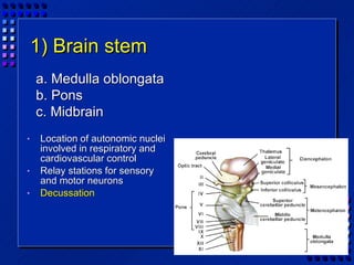 Chapter13 cns part1marieb | PPT