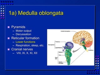 Chapter13 cns part1marieb | PPT