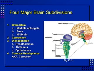 Chapter13 cns part1marieb | PDF | Brain and Nervous System Disorders ...