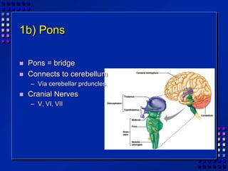 Chapter13 cns part1marieb | PDF | Brain and Nervous System Disorders ...