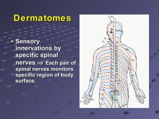 Chapter13 cns part2marieb | PPT | Brain and Nervous System Disorders ...