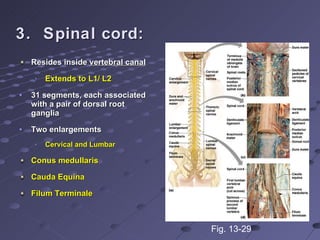 Chapter13 cns part2marieb | PPT | Brain and Nervous System Disorders ...