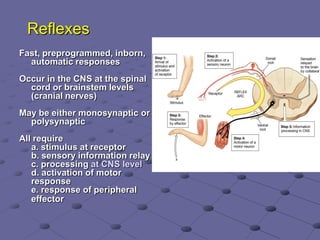 Chapter13 cns part2marieb | PDF