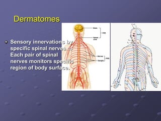 Chapter13 cns part2marieb | PDF