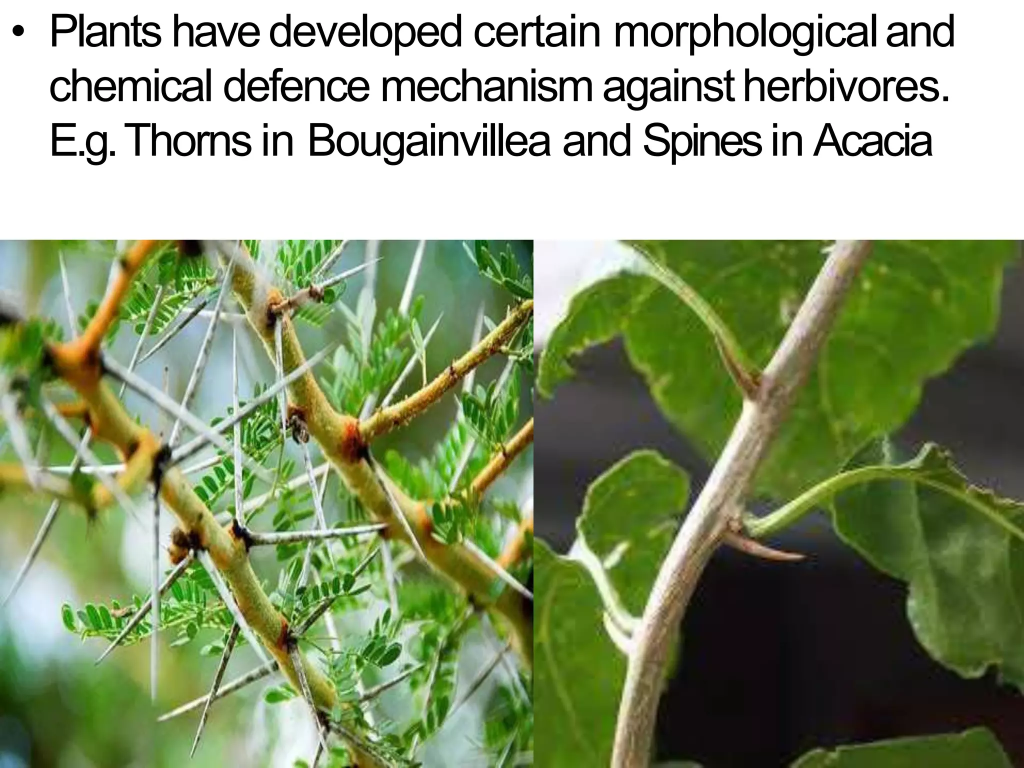 Chapter13 organism and population | PPTX