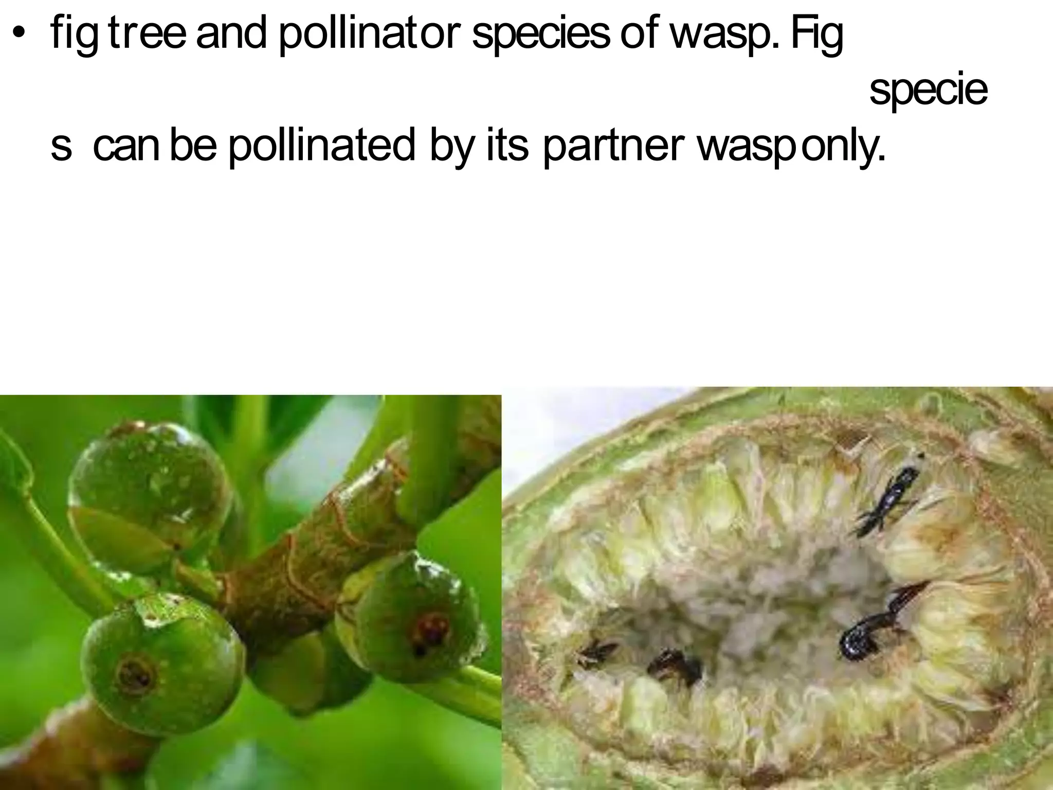 Chapter13 organism and population | PPTX
