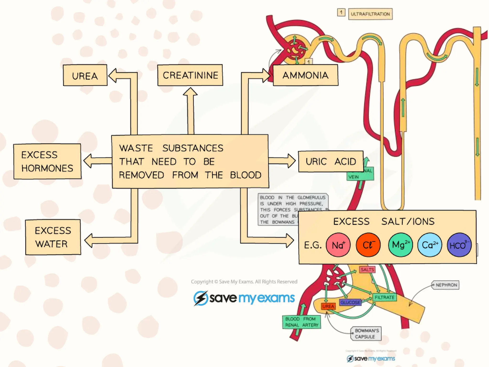 Igcse Biology 0610 Chapter 13 Excretion In Humans Pptx