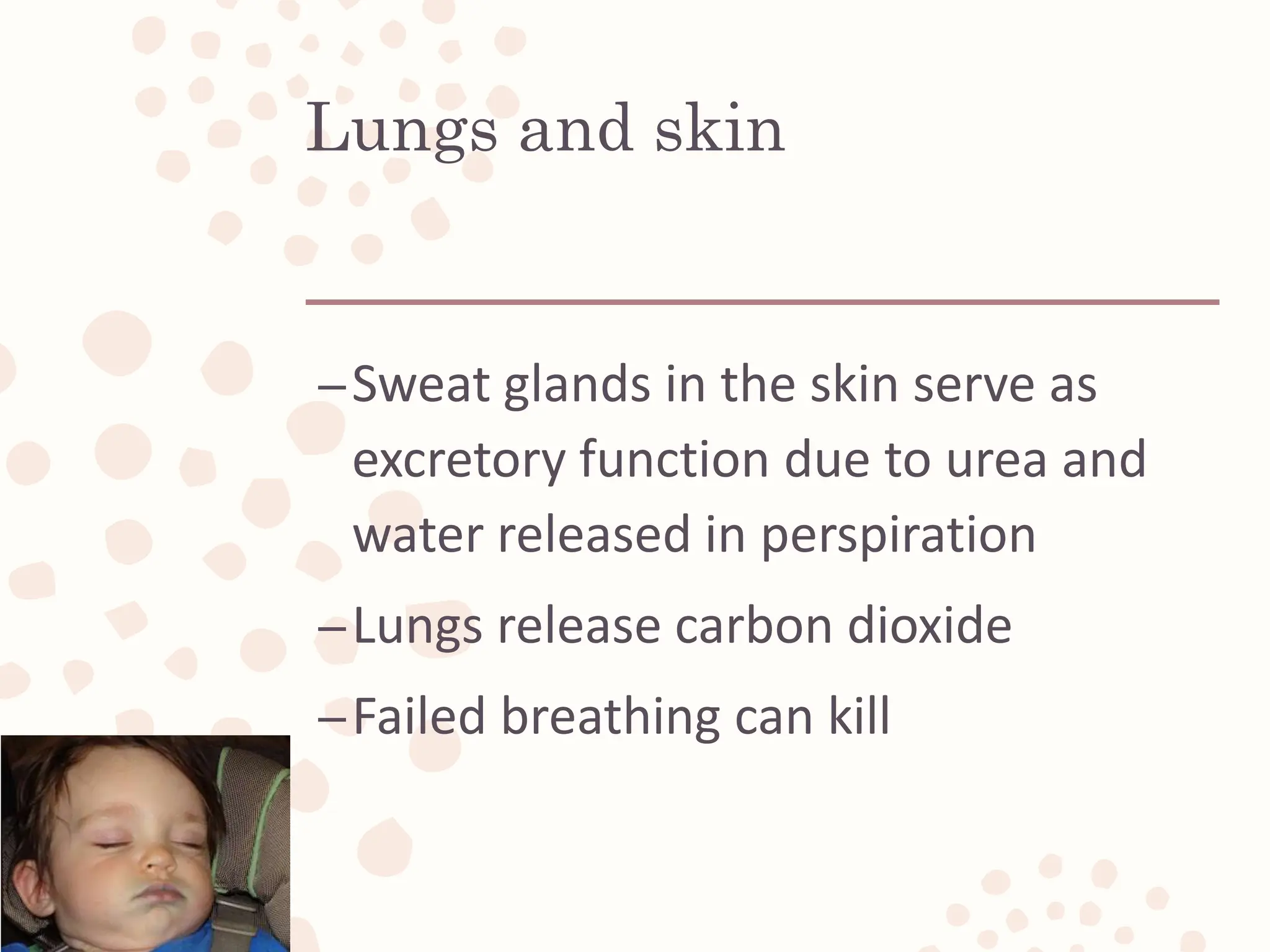 IGCSE Biology 0610. Chapter 13 Excretion in Humans | PPTX