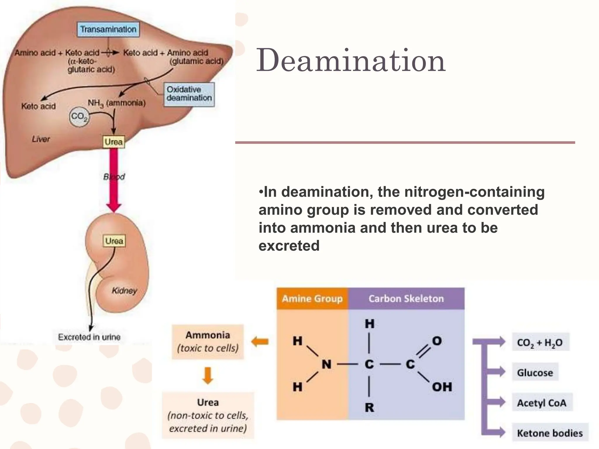 IGCSE Biology 0610. Chapter 13 Excretion in Humans | PPTX