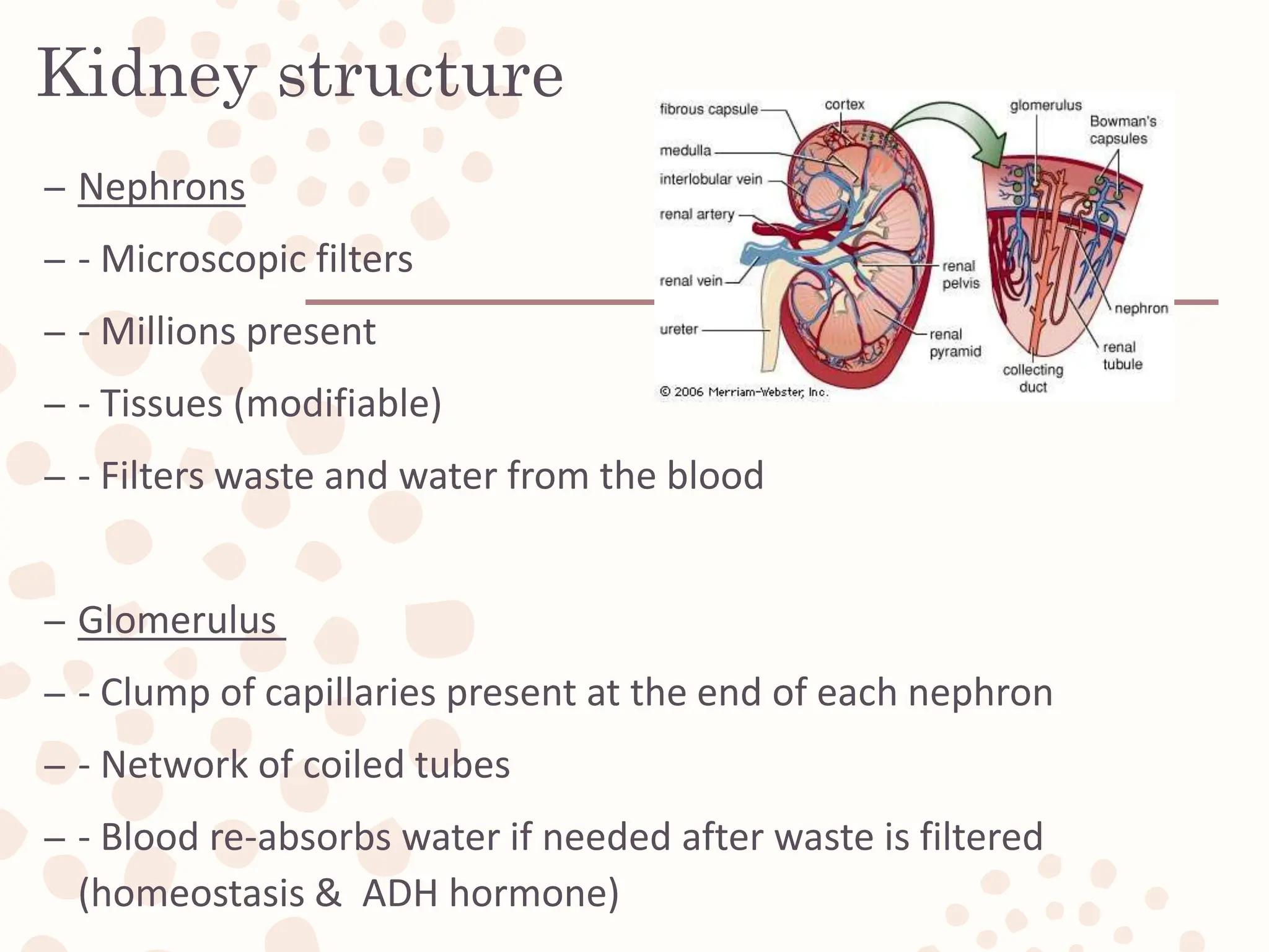 IGCSE Biology 0610. Chapter 13 Excretion in Humans | PPTX