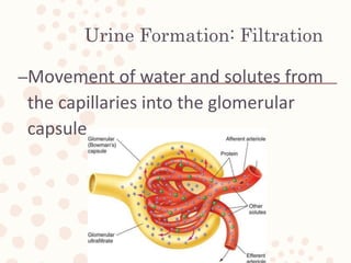 IGCSE Biology 0610. Chapter 13 Excretion in Humans | PPTX