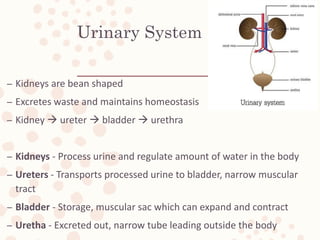 IGCSE Biology 0610. Chapter 13 Excretion in Humans | PPTX