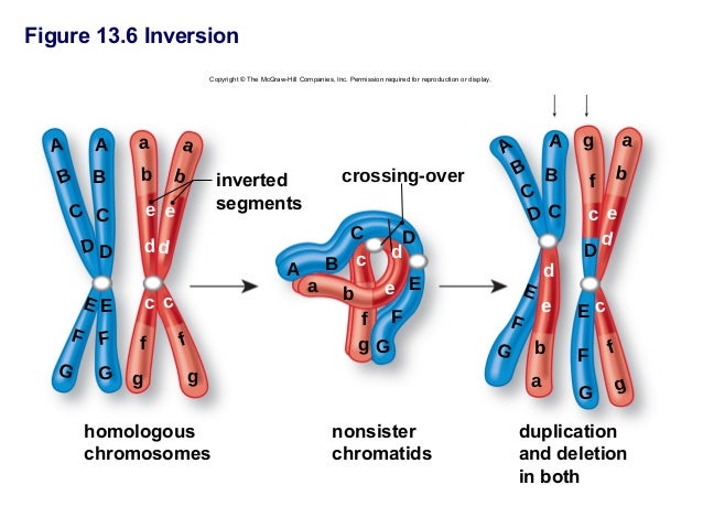 Chapter 13 genetic counseling
