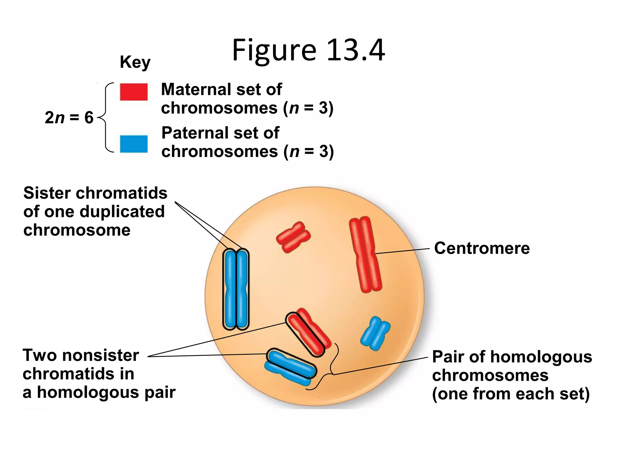 Chapter 13: Meiosis | PPT