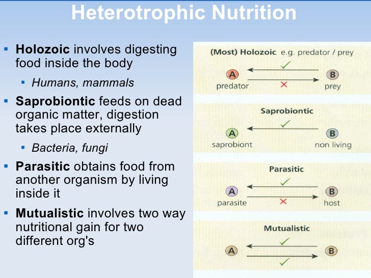 Images Of Heterotrophic Nutrition