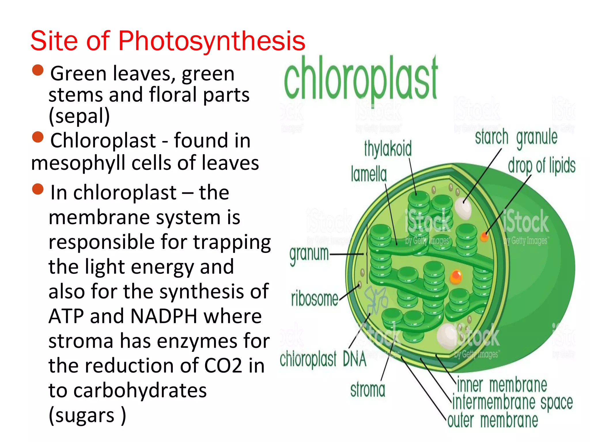 Chapter 13 photosynthesis in higher plants | PPT