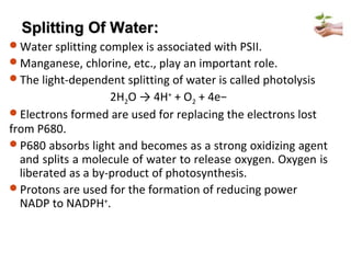 Chapter 13 photosynthesis in higher plants | PPT