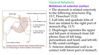 Anatomy of Stomach for medical students.pptx