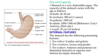 Anatomy of Stomach for medical students.pptx