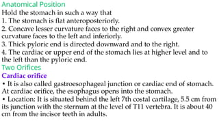 Anatomy of Stomach for medical students.pptx