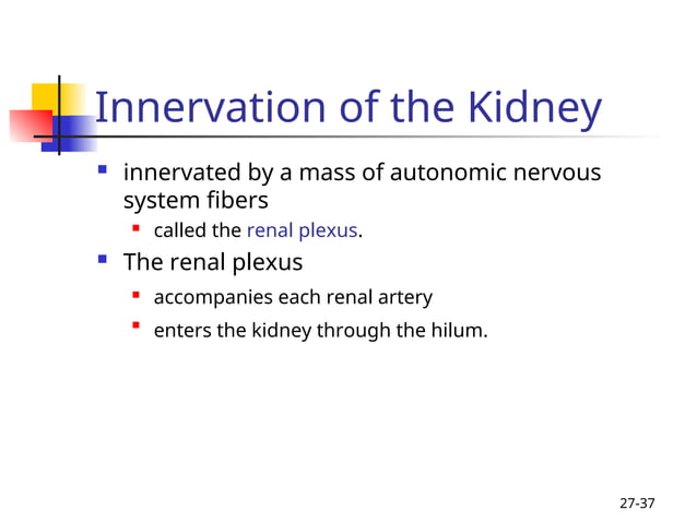 Chapter 13Urinary System (111111112).ppt