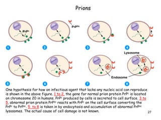 Chapter 13 viruse | PPT
